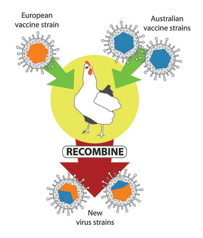 Vaccines Combine To Create New Bird Diseases - southburnett.com.au