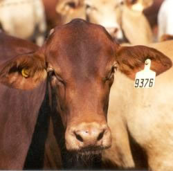 Graziers Reminded To Use Right Tags - southburnett.com.au