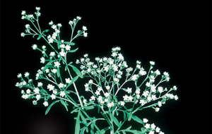 Councils Target Parthenium - southburnett.com.au