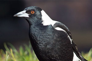 Tape Trial To Deter Magpies - southburnett.com.au