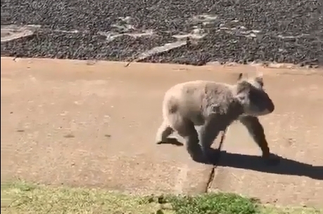 Koala Takes It To The Streets - southburnett.com.au