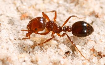 Fire Ants Found At Oakey - southburnett.com.au