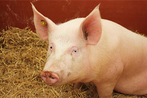 JEV In Second Piggery - southburnett.com.au