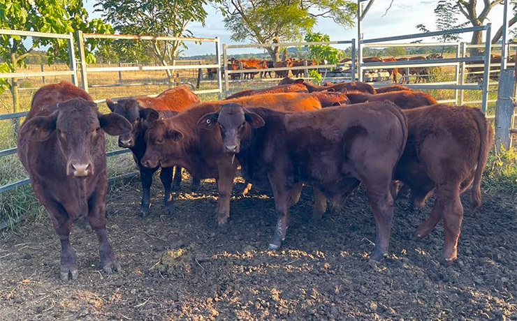 Beef Production Breaks Record - southburnett.com.au